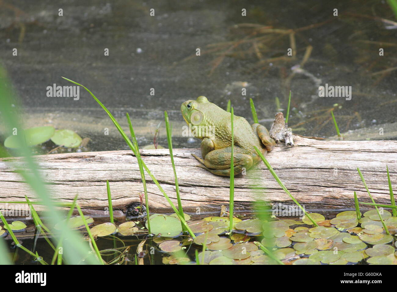 The american bullfrog rana catesbeiana is an aquatic frog hi-res stock ...