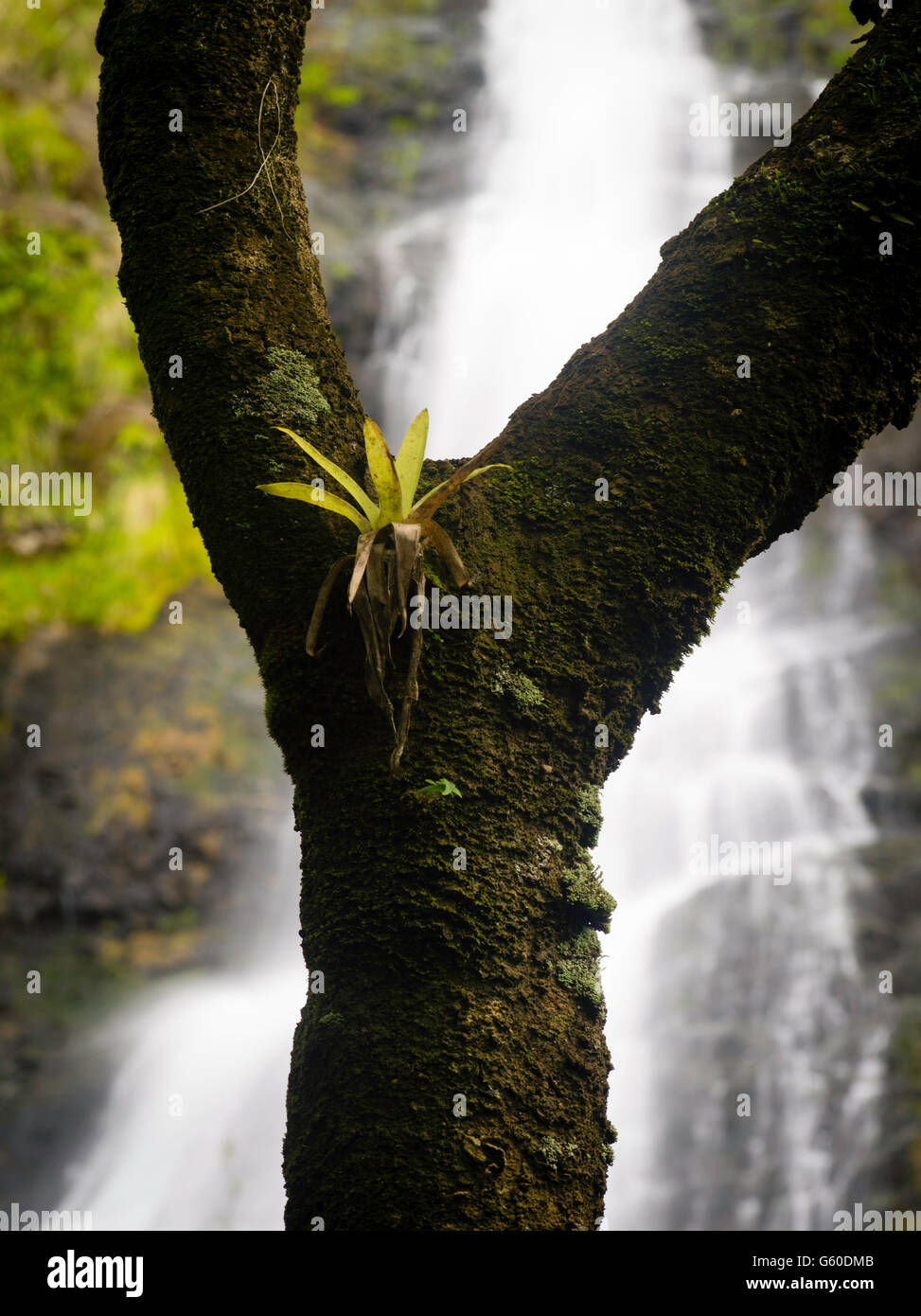 Tree and bromeliad, with Los Prieto Falls, El Yunque National Forest ...