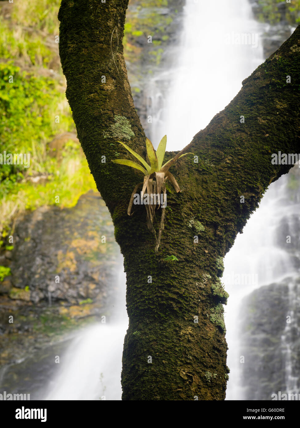 El yunque puerto rico bromeliads hi-res stock photography and images ...