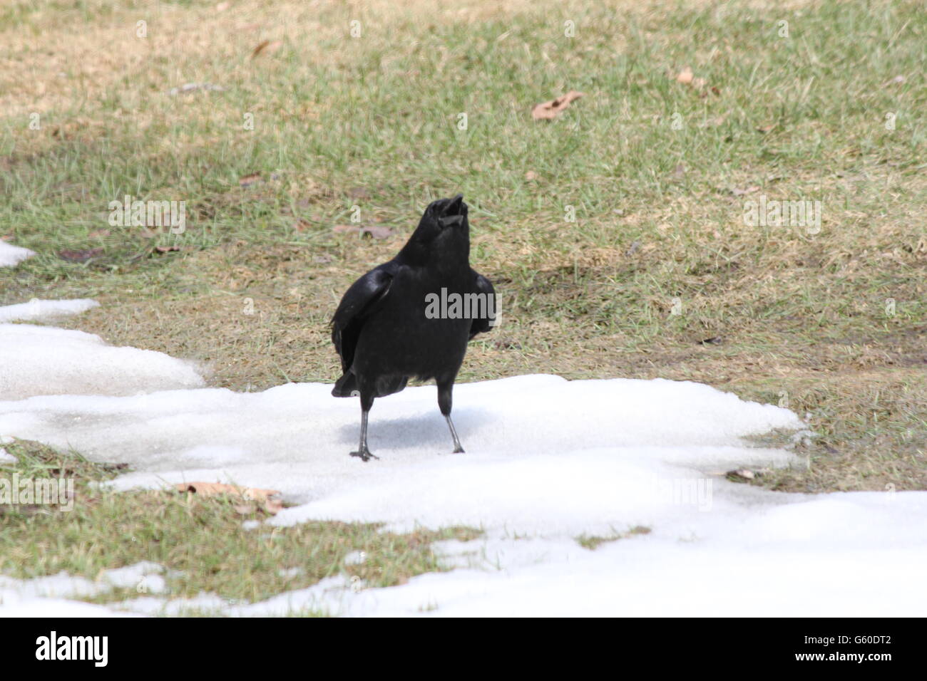 American Crow (Corvus brachyrhynchos) in early spring, walking on a ...