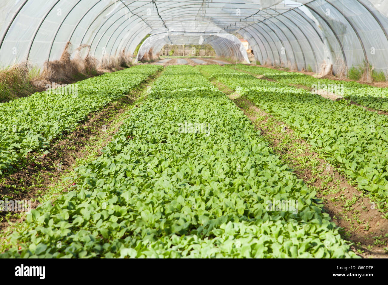 Greenhouses in field seedlings hi-res stock photography and images - Alamy