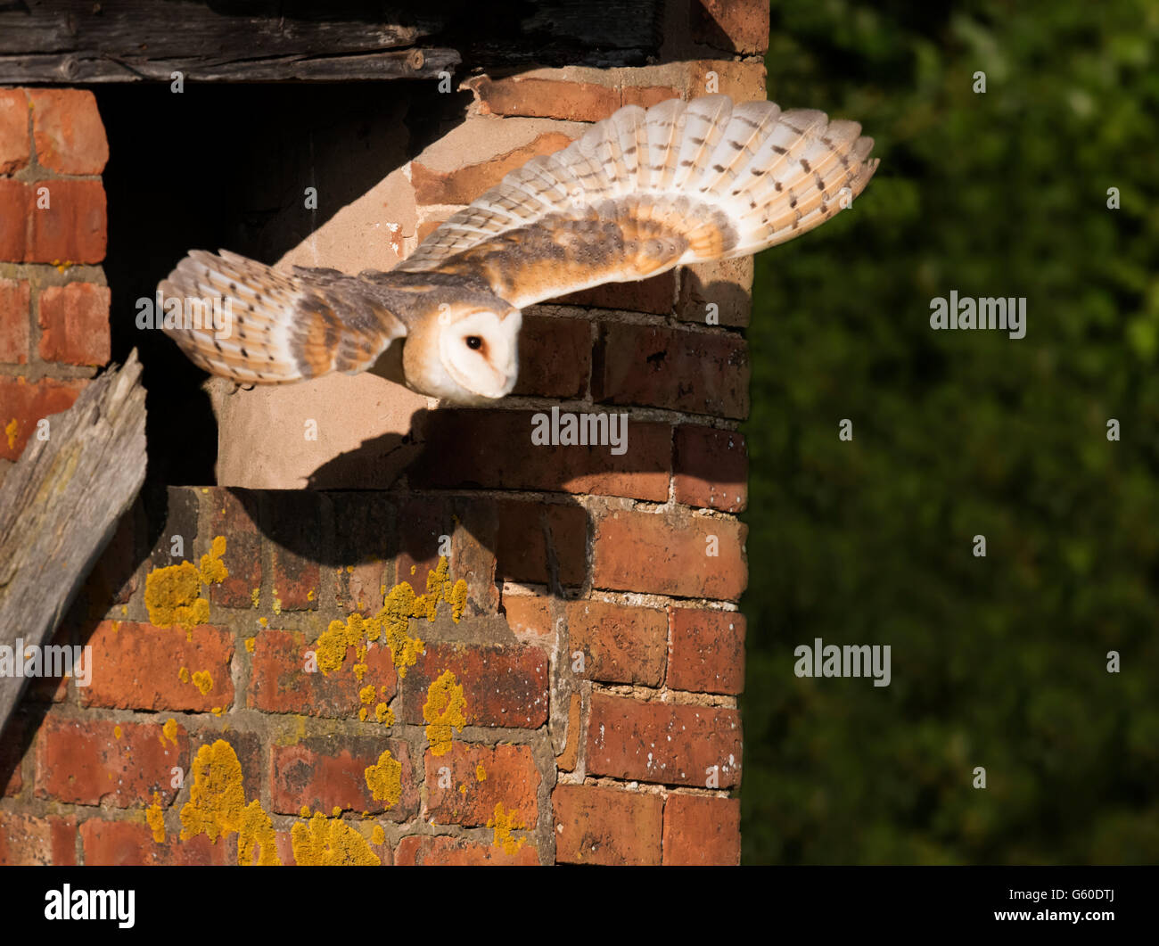Barn owl nest site hi-res stock photography and images - Alamy