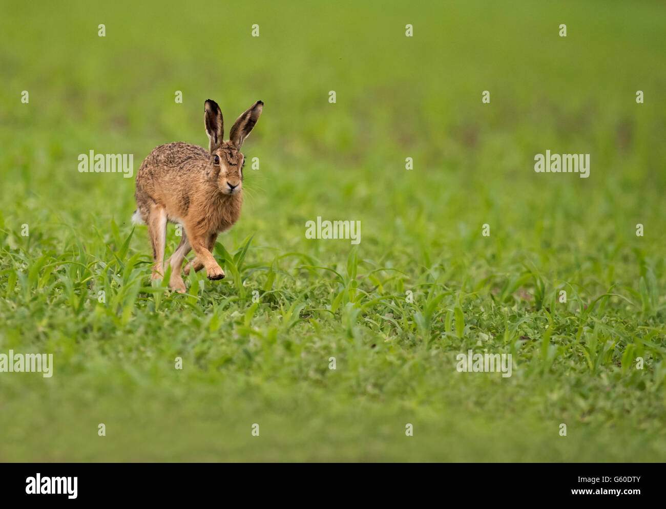 A Brown Hare Lepus europaeus running towards camera in a Yorkshire ...