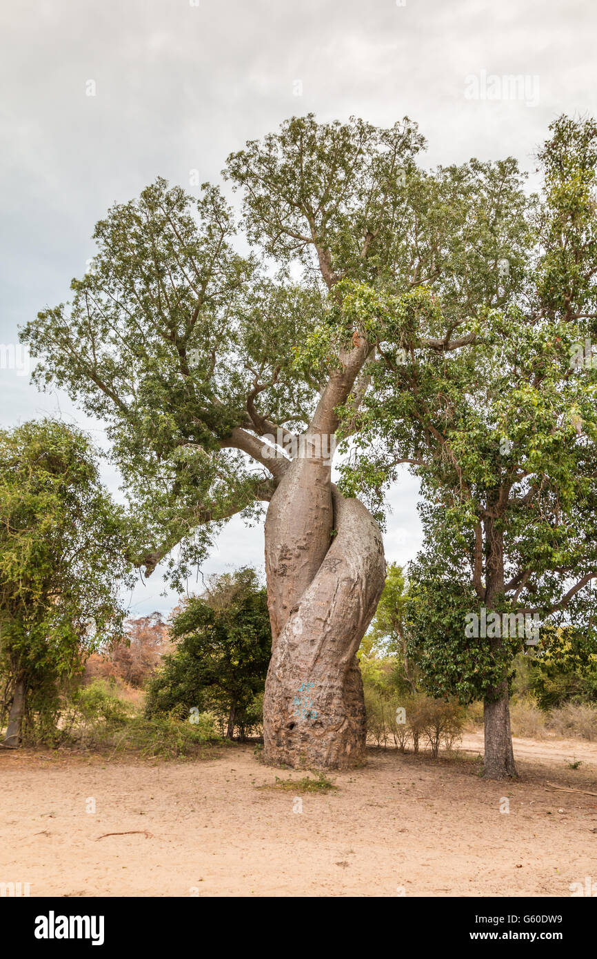Twisted baobab tree hi-res stock photography and images - Alamy