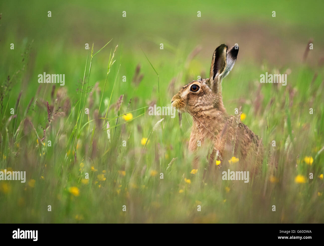 Wild European Rabbit (Oryctolagus cuniculus) sitting in a Yorkshire ...