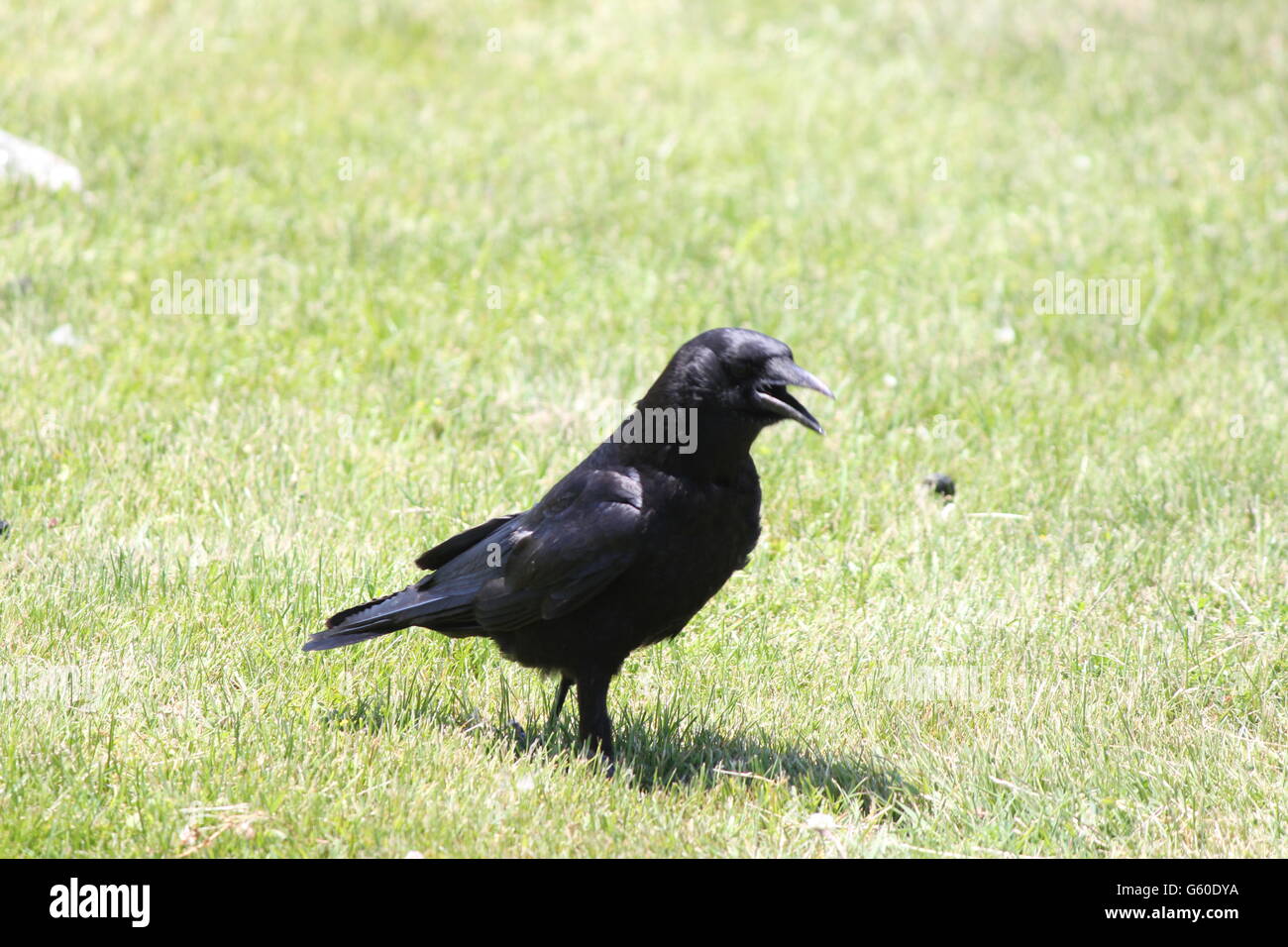 Species american crow hi-res stock photography and images - Alamy