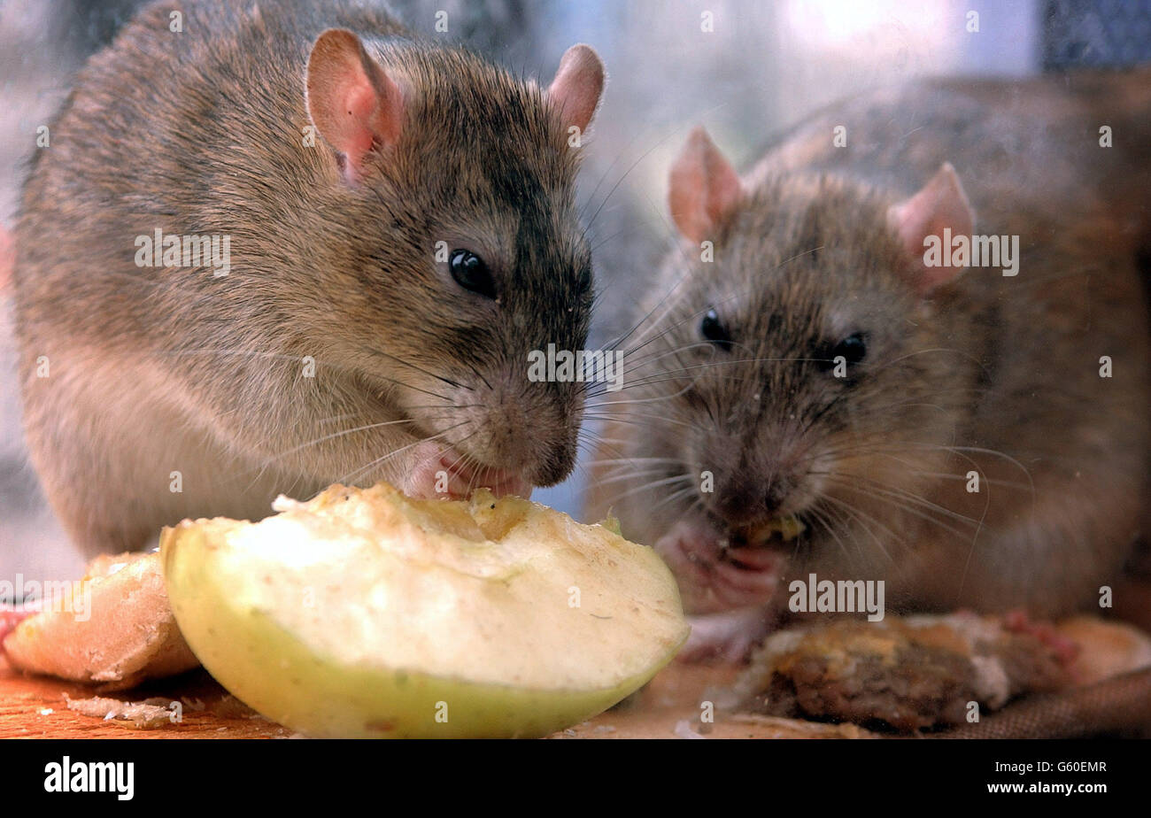 Rats nibble on discarded food in central London as The Keep Britain ...
