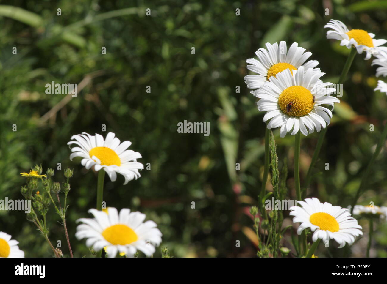 Ox-Eyed Daisy (Chrysanthemum leucanthemum) growing along a gravel ...