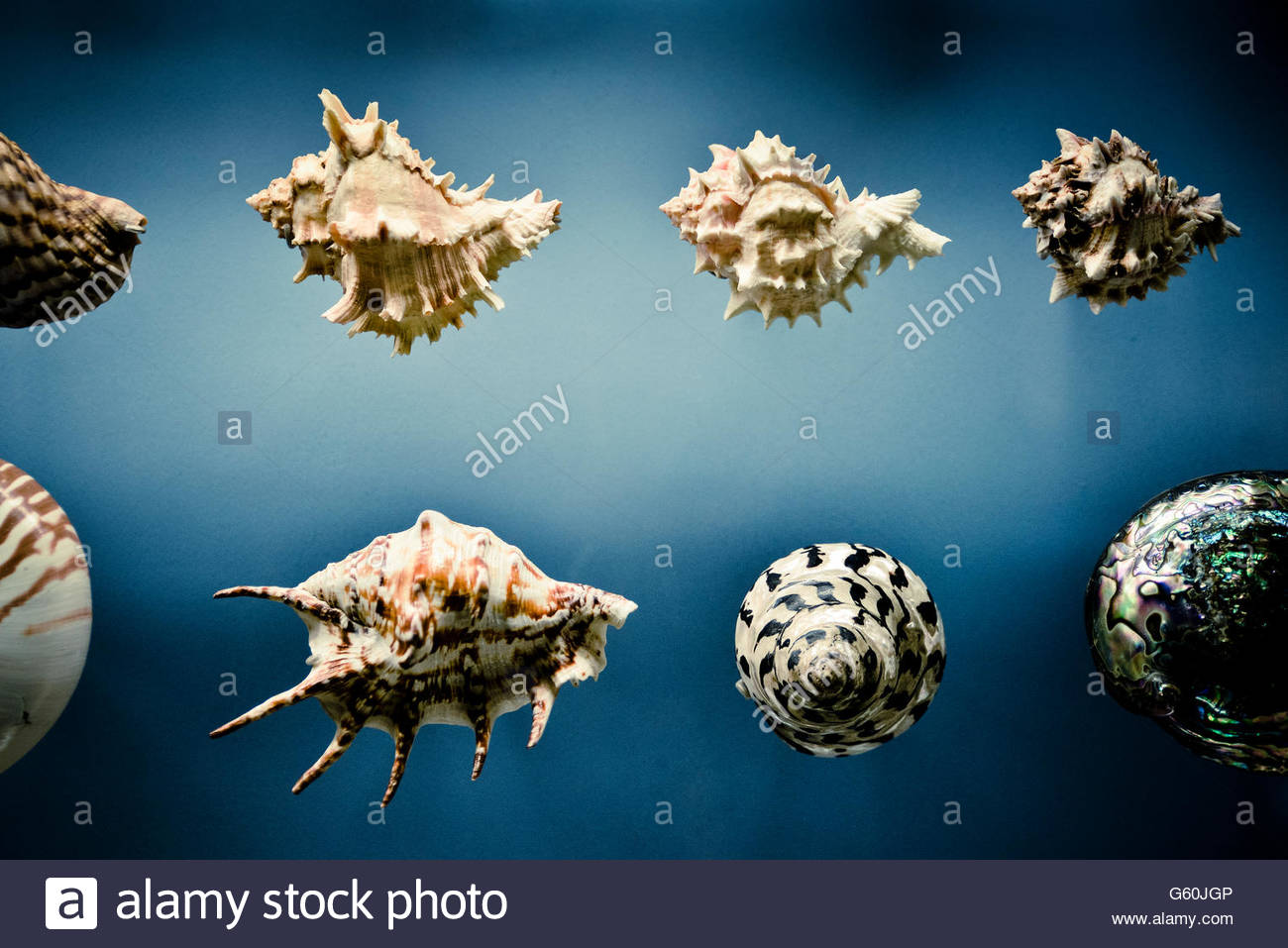 Spiky Sea Shell Stock Photos & Spiky Sea Shell Stock Images - Alamy