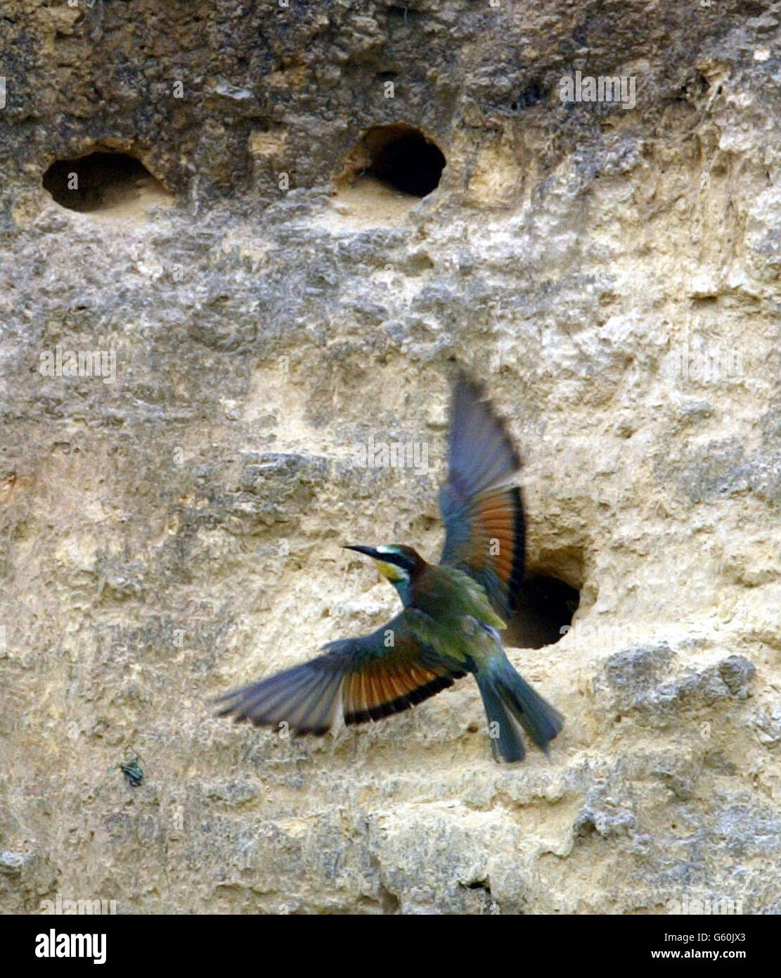 the rare Bee-eater bird flies to its nest at a disused quarry at Bishop ...