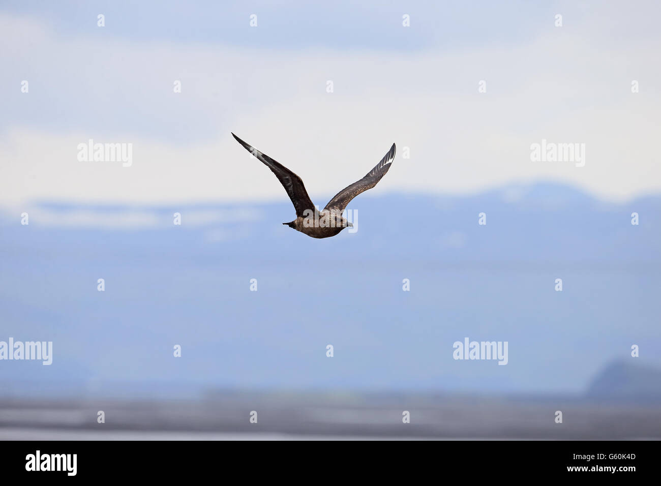 Great Skua (Stercorarius skua Stock Photo - Alamy
