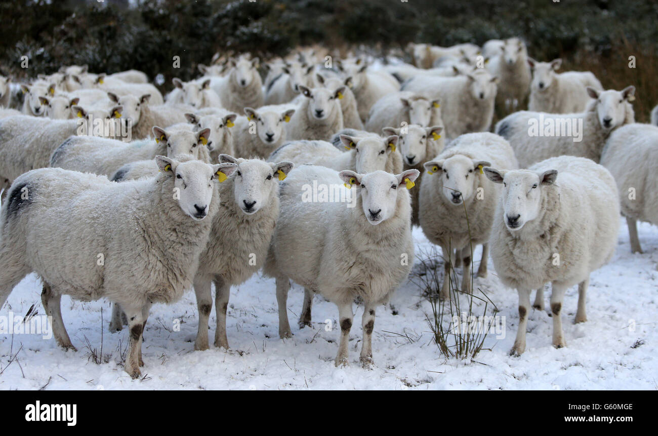 Sheep seen in the snow covered wicklow mountains on the outskirts of ...
