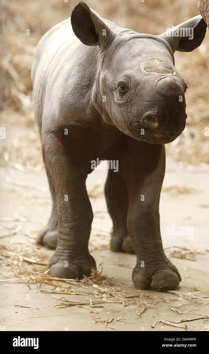 Baby Black Rhinoceros