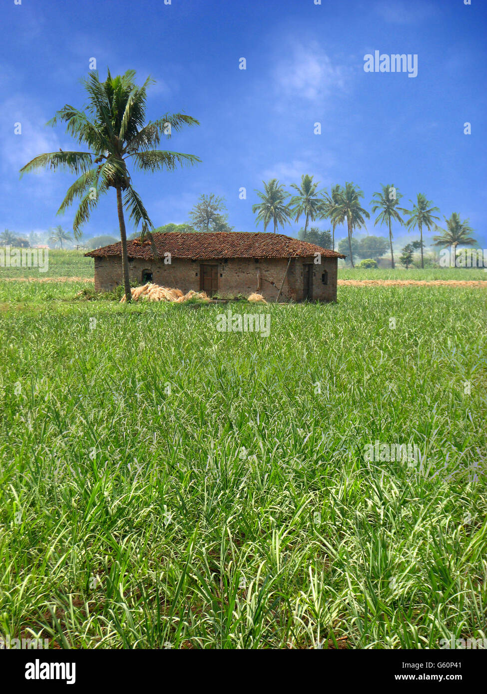 Indian farm hi-res stock photography and images - Alamy