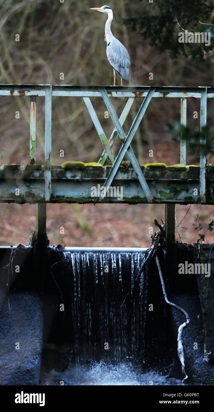 Standalone picture of a herron hi-res stock photography and images - Alamy