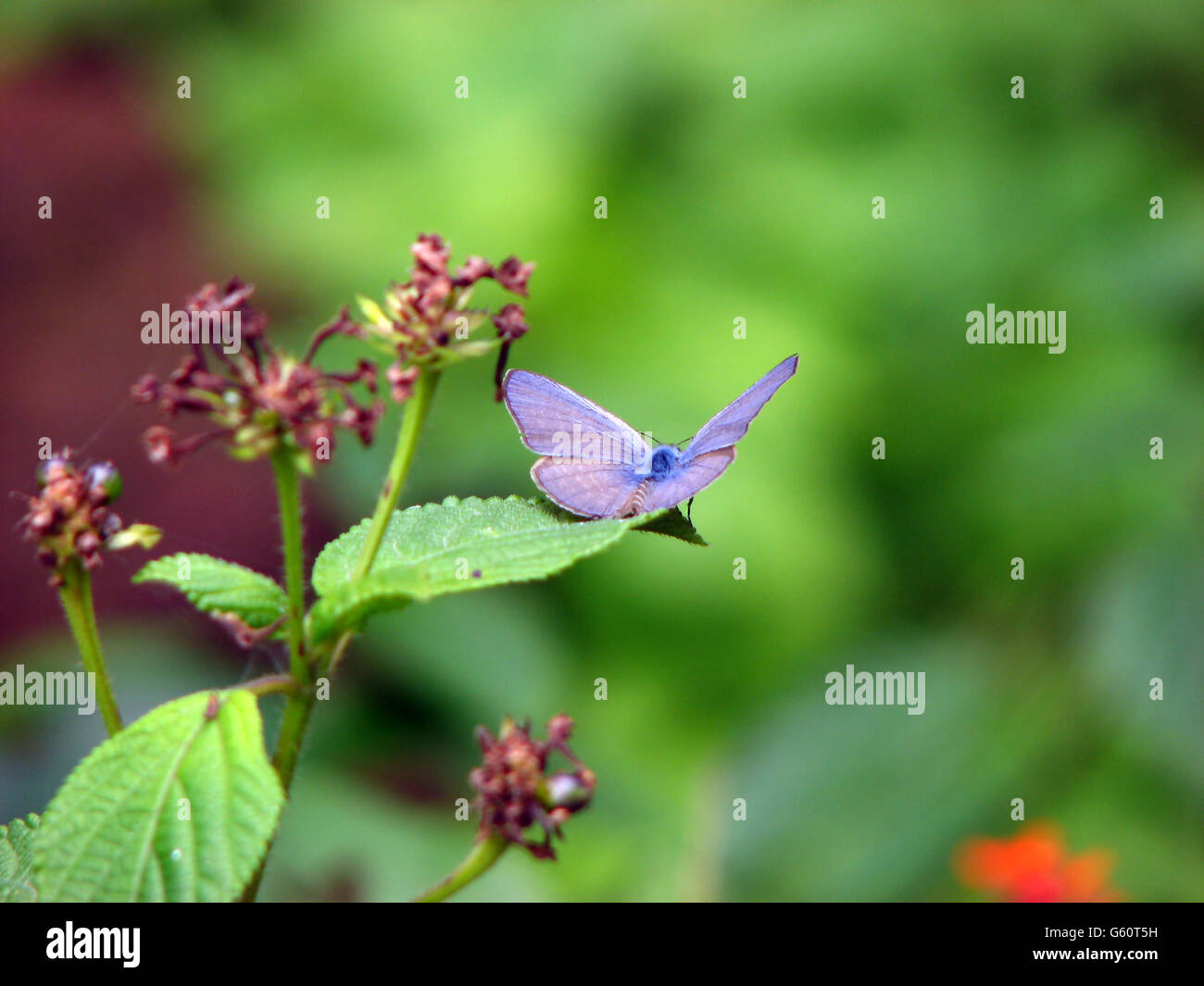 A background with a view of an exotic blue colored butterfly in the ...