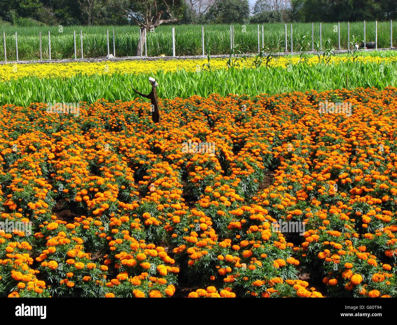 A background with a view of colorful marigold flower fields in India ...