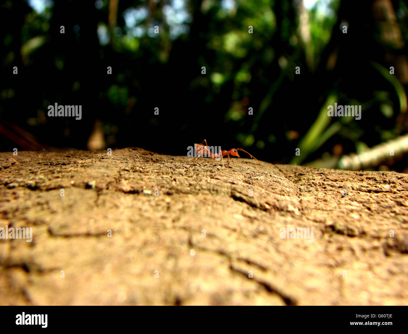 Red Tropical Ant Stock Photo - Alamy