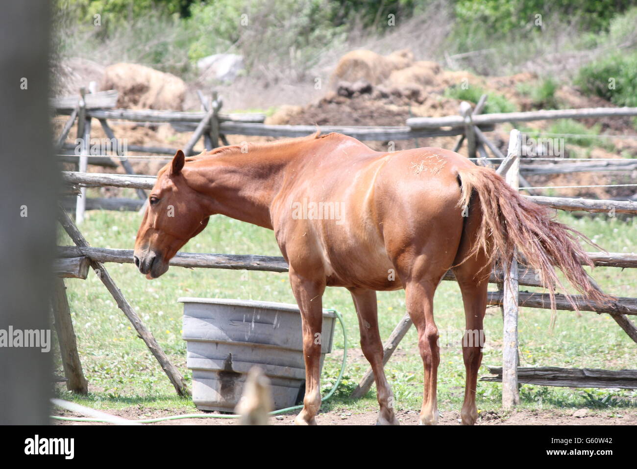 Corral Horse High Resolution Stock Photography and Images - Alamy