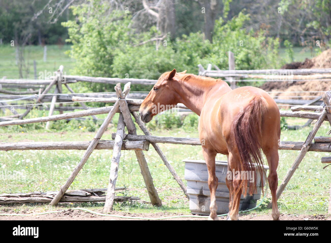 Corral brown hi-res stock photography and images - Alamy