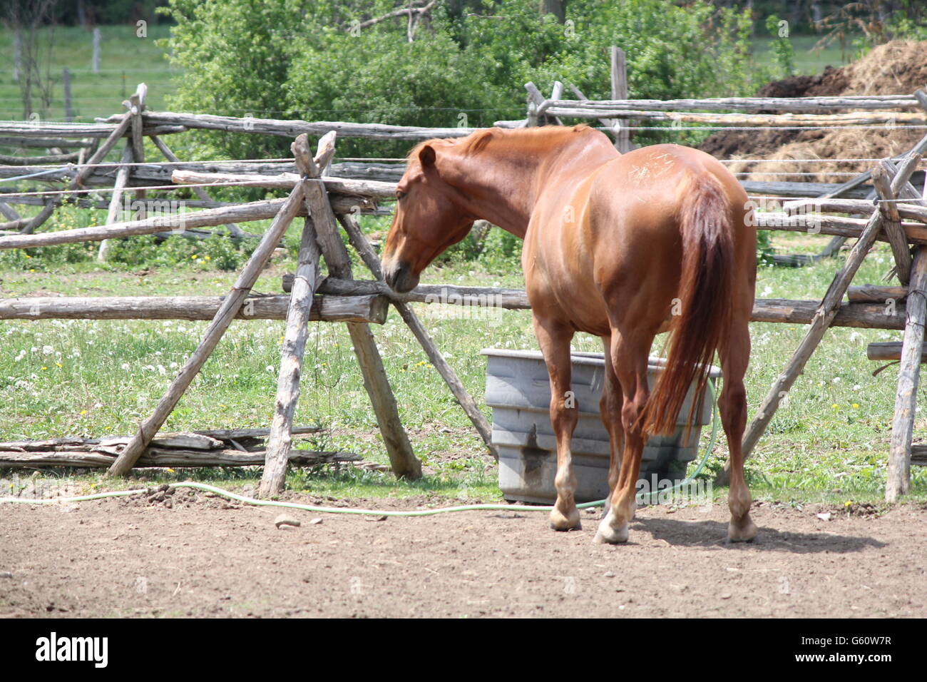 Brown colored horse in a small enclosed corral Stock Photo - Alamy