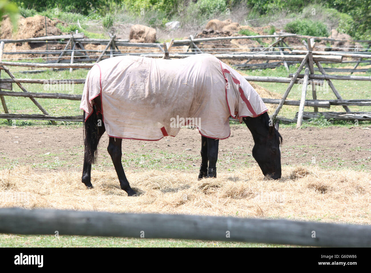 Animal covering hi-res stock photography and images - Alamy