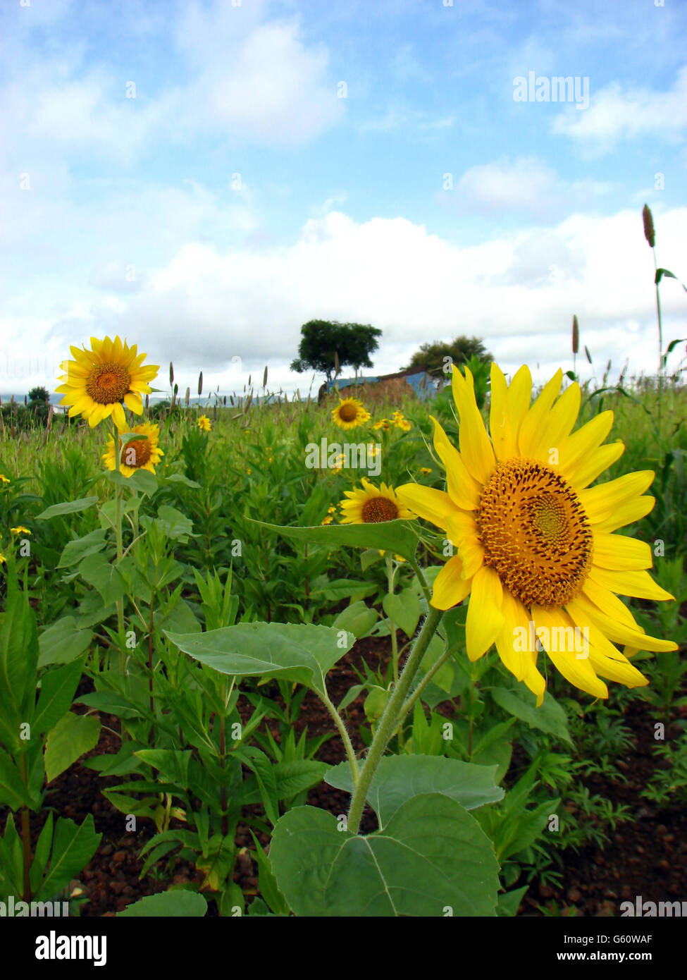 Sunflower in india india and sunflower hi-res stock photography and ...