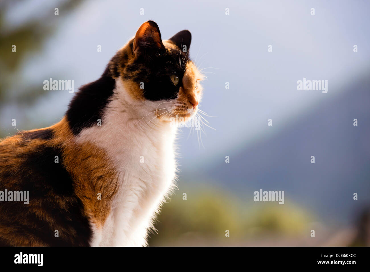Calico cats hi-res stock photography and images - Alamy