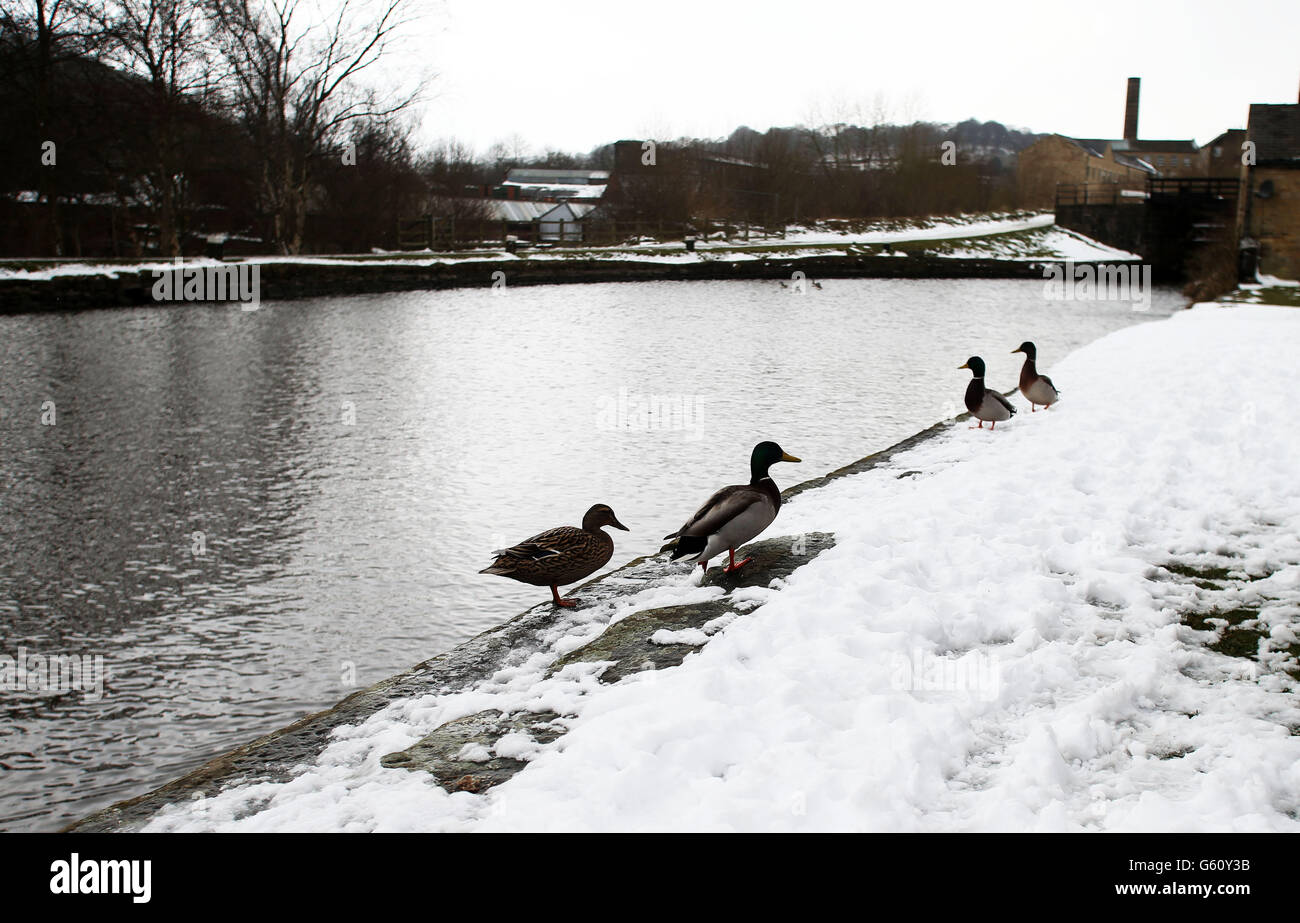 Ducks walk in the snow on the Sowerby Bridge wharf, West Yorkshire as ...