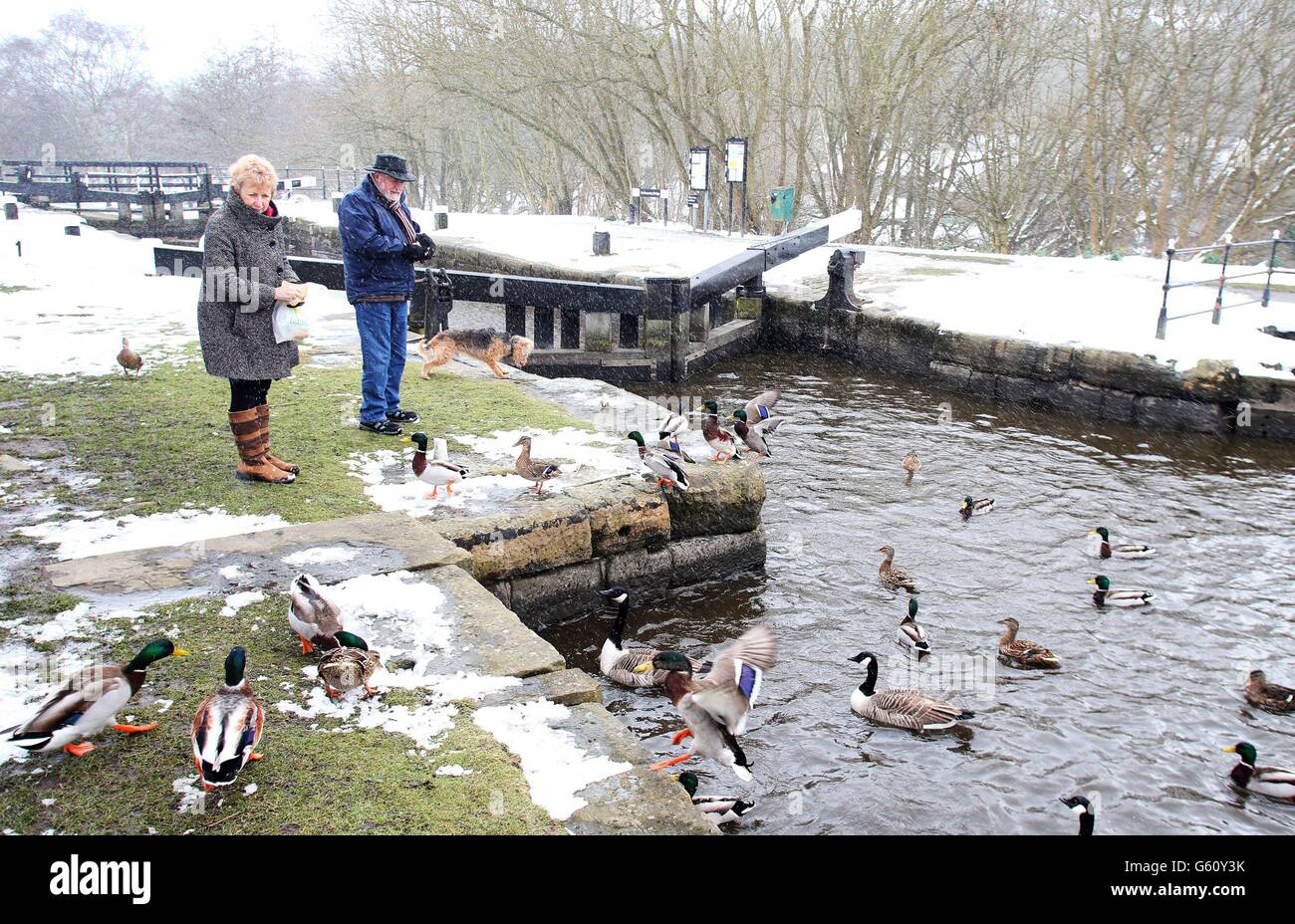 Ducks walk in the snow on the Sowerby Bridge wharf, West Yorkshire as ...