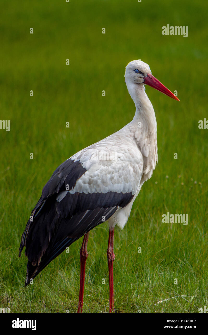 Spanish birds hi-res stock photography and images - Alamy