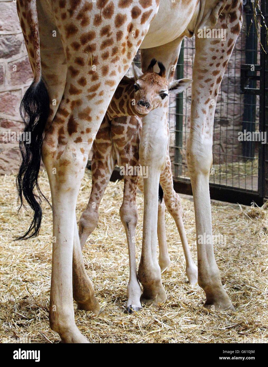 Millie the baby giraffe at Chester Zoo Stock Photo - Alamy
