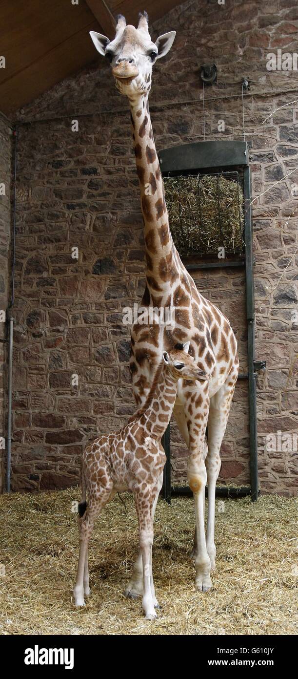 Millie the baby giraffe at Chester Zoo Stock Photo - Alamy