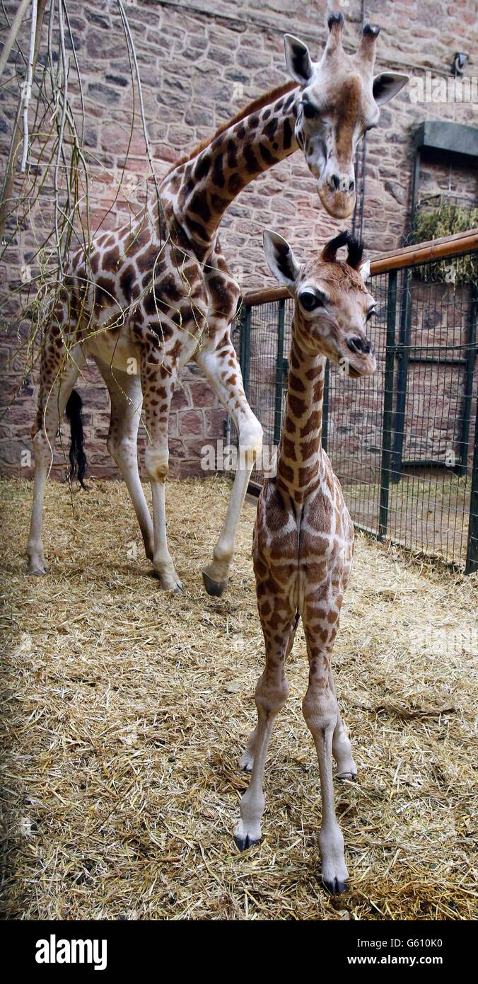 Millie the baby giraffe at Chester Zoo Stock Photo - Alamy