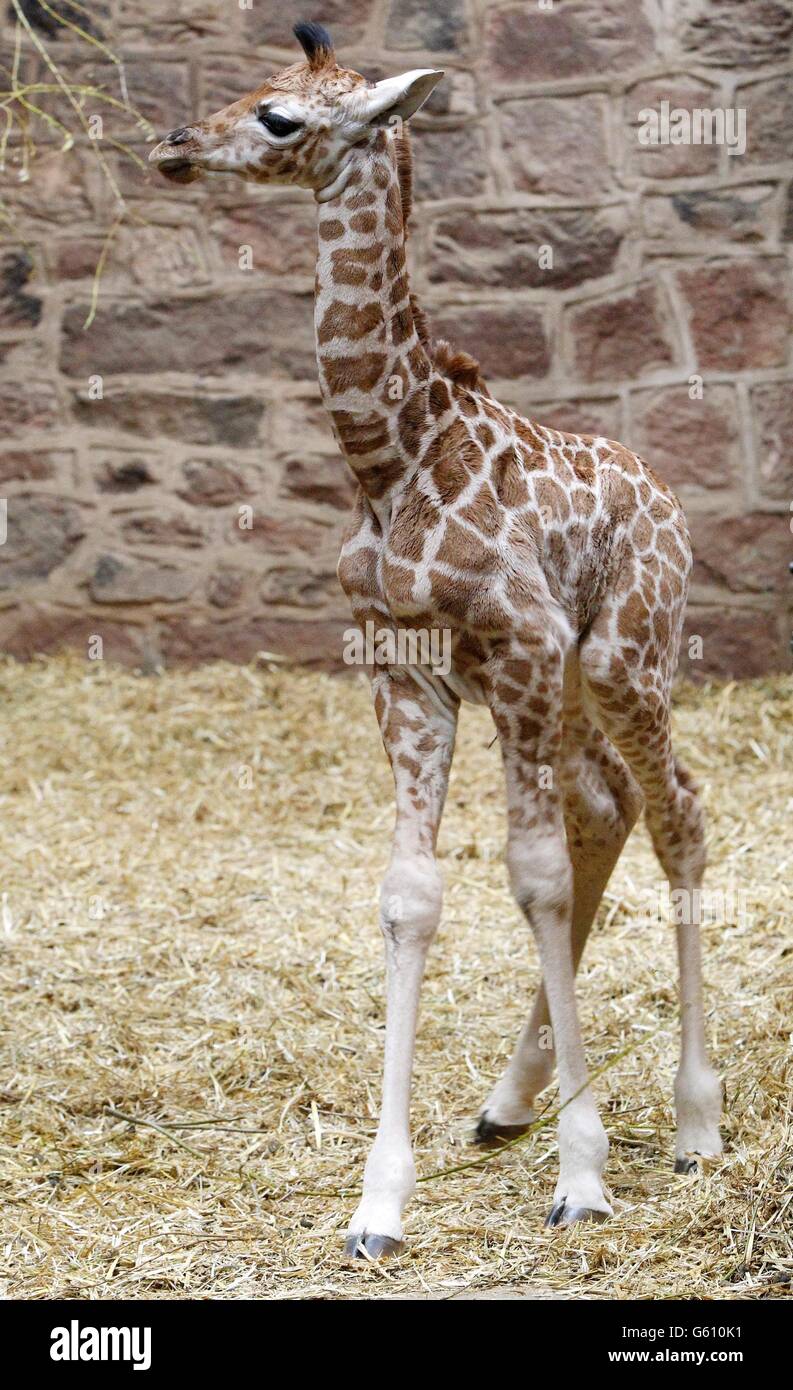 Millie the baby giraffe at Chester Zoo Stock Photo - Alamy