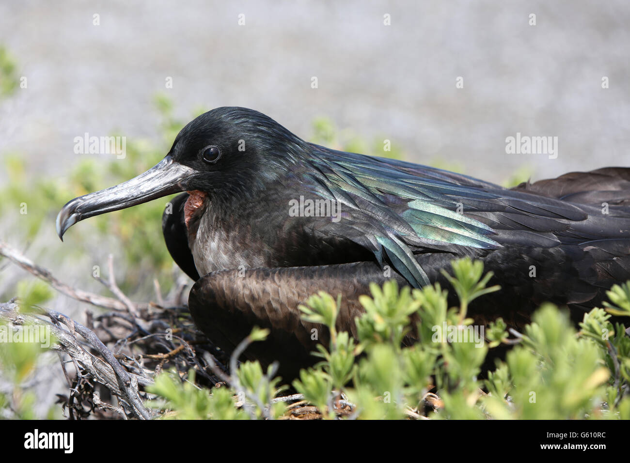 Christmas Frigatebird