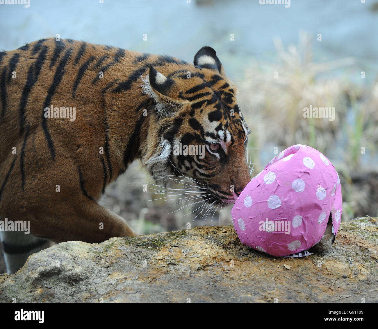 Melati, London Zoo's female Sumatran tiger plays with an Easter egg ...