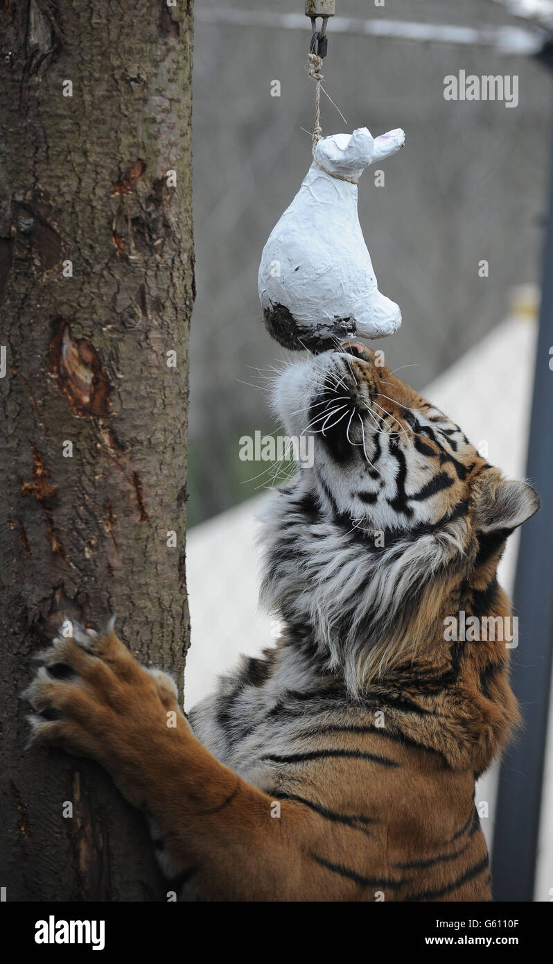 Dead tigers hi-res stock photography and images - Alamy