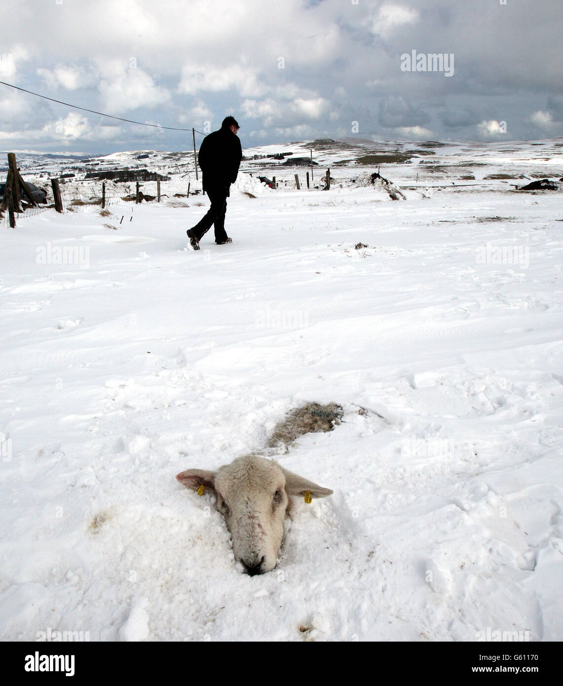 Thousands Of Sheep High Resolution Stock Photography and Images - Alamy