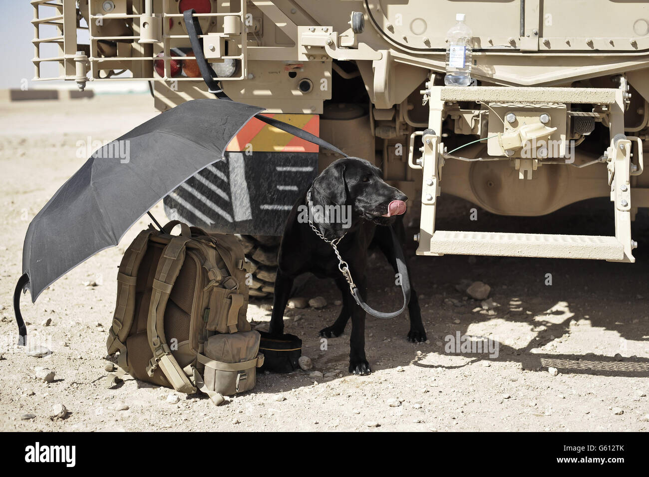 Military Working Dog Wylie, the two-year-old black Labrador, takes ...