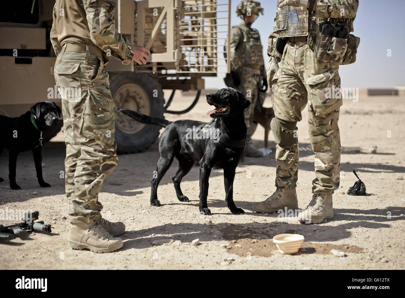 Arms Explosive Search Dog Mister, a black Labrador, with military dog ...