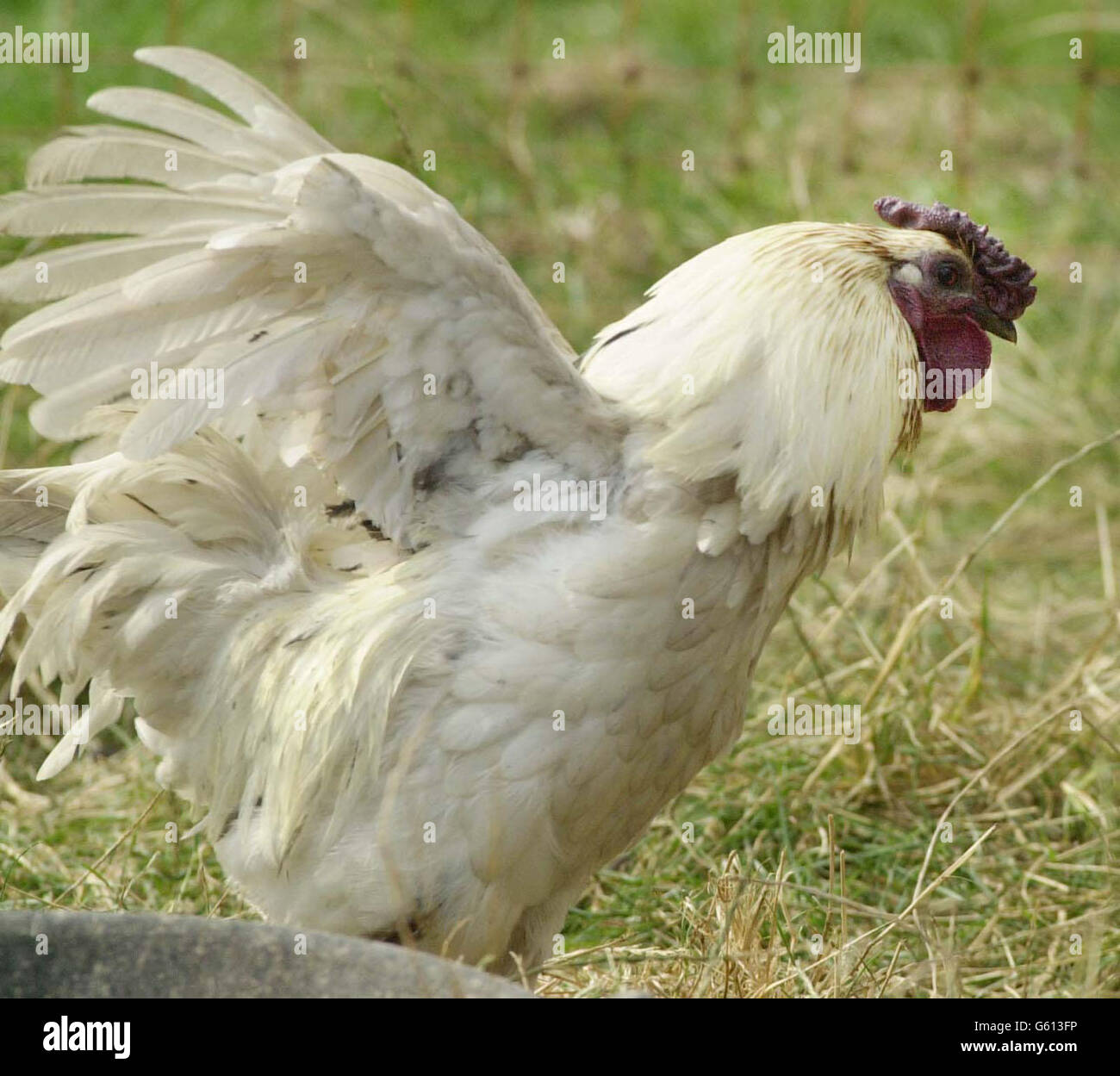 Rocky rooster hi-res stock photography and images - Alamy