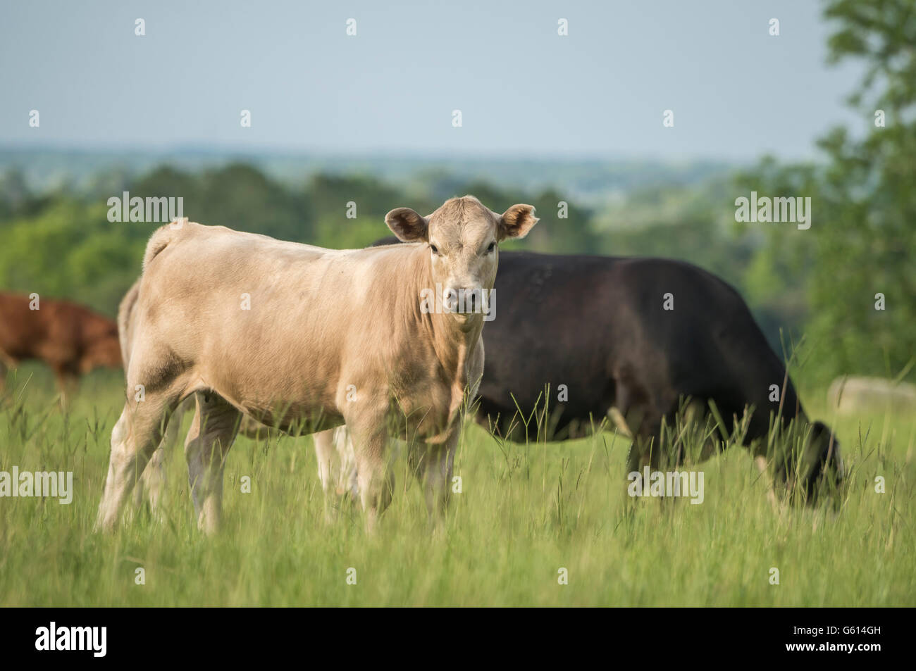 Herd of beef cows in pasture Stock Photo - Alamy