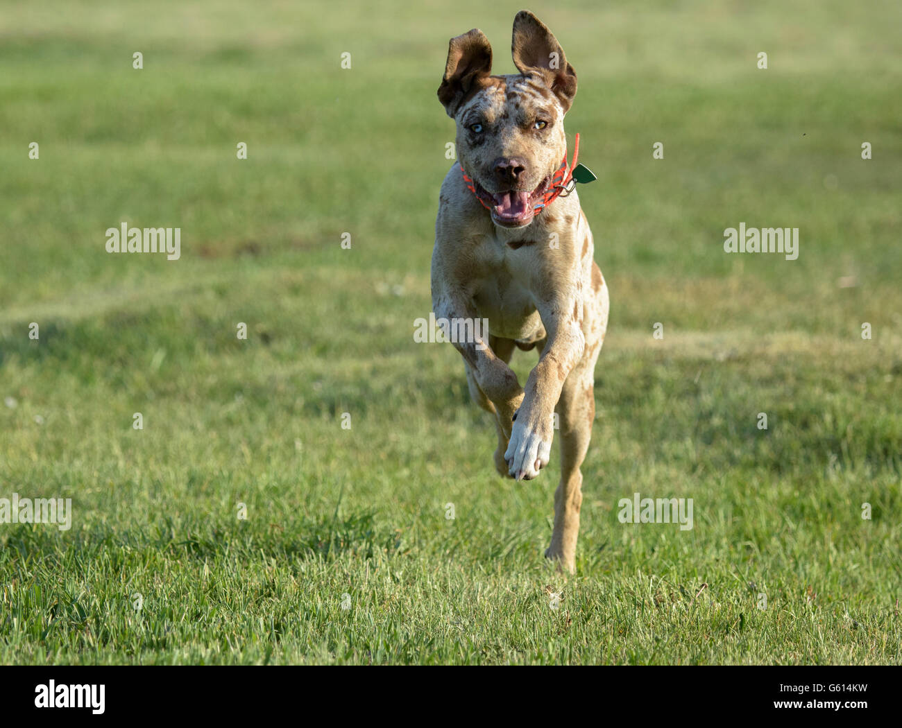 Spotted leopard hi-res stock photography and images - Alamy