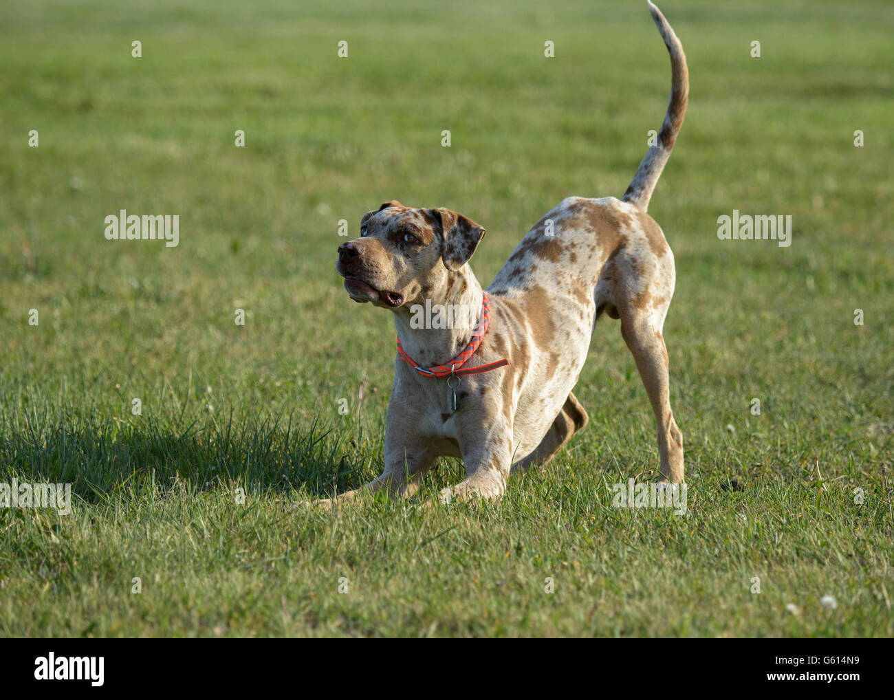 Leopard hound hi-res stock photography and images - Alamy