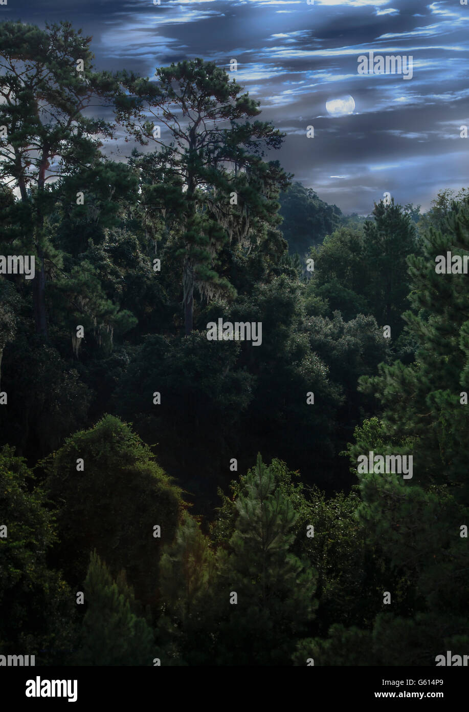 Cloudy sky with full moon lighting forest canopy Stock Photo - Alamy