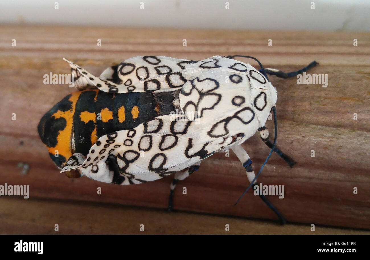 Moth hi-res stock photography and images - Alamy