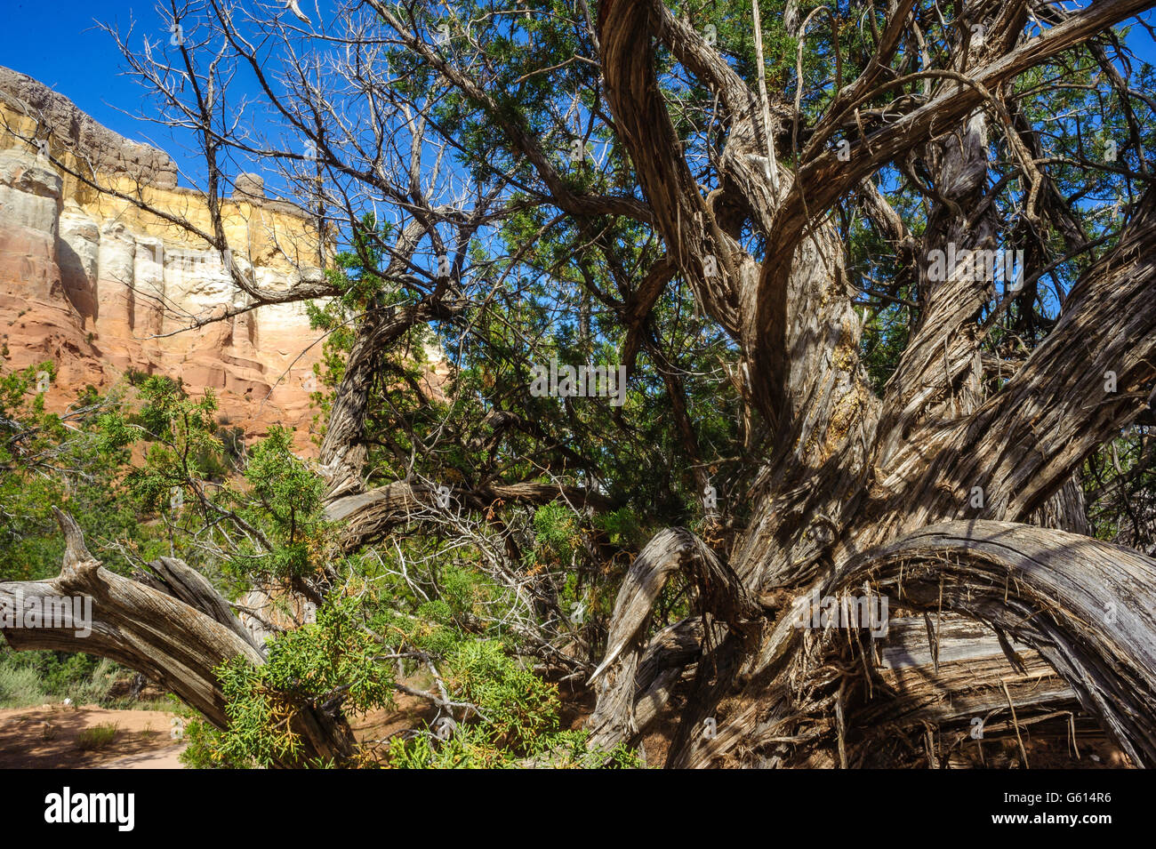 Time worn pine tree at Echo Canyon, Carson Forest, southern Colorado ...