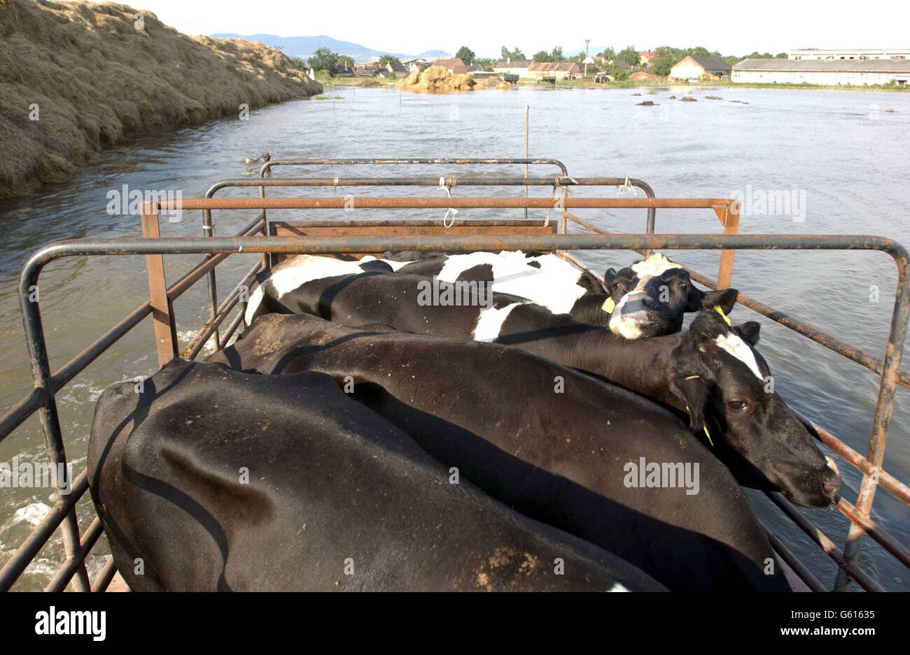 Flood rescue animal hi-res stock photography and images - Alamy