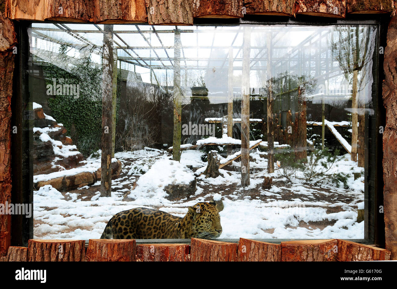An Amur Leopard looks out of its enclosure at Twycross Zoo ...